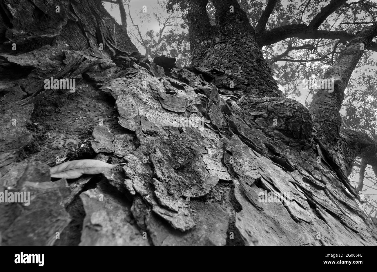 Fading image Black and White Stock Photos & Images - Alamy