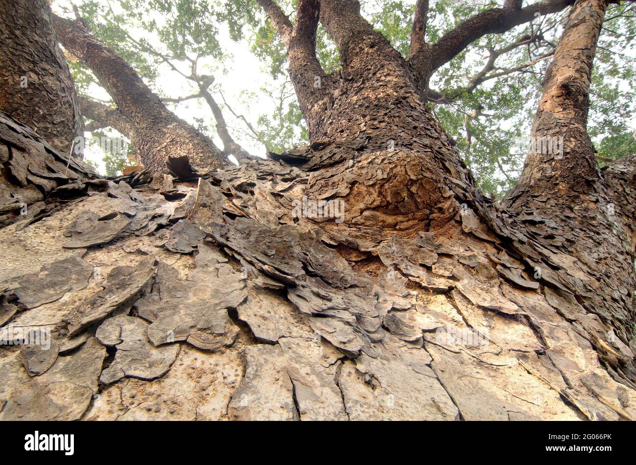 Perspective image of high up tree root towards sky, in a forest ...