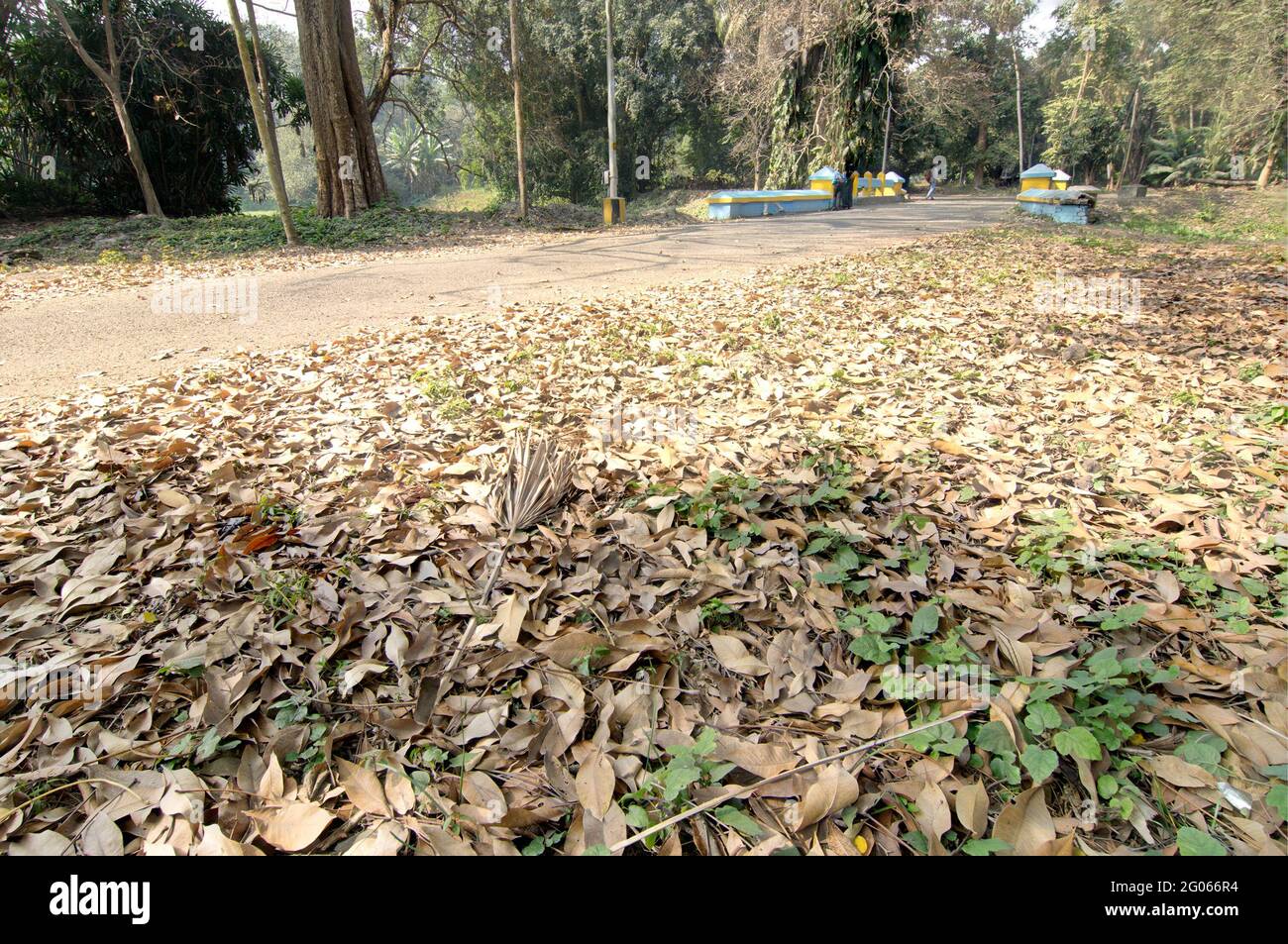 Dry leaves lying still on ground in forest, beautiful winter morning ...