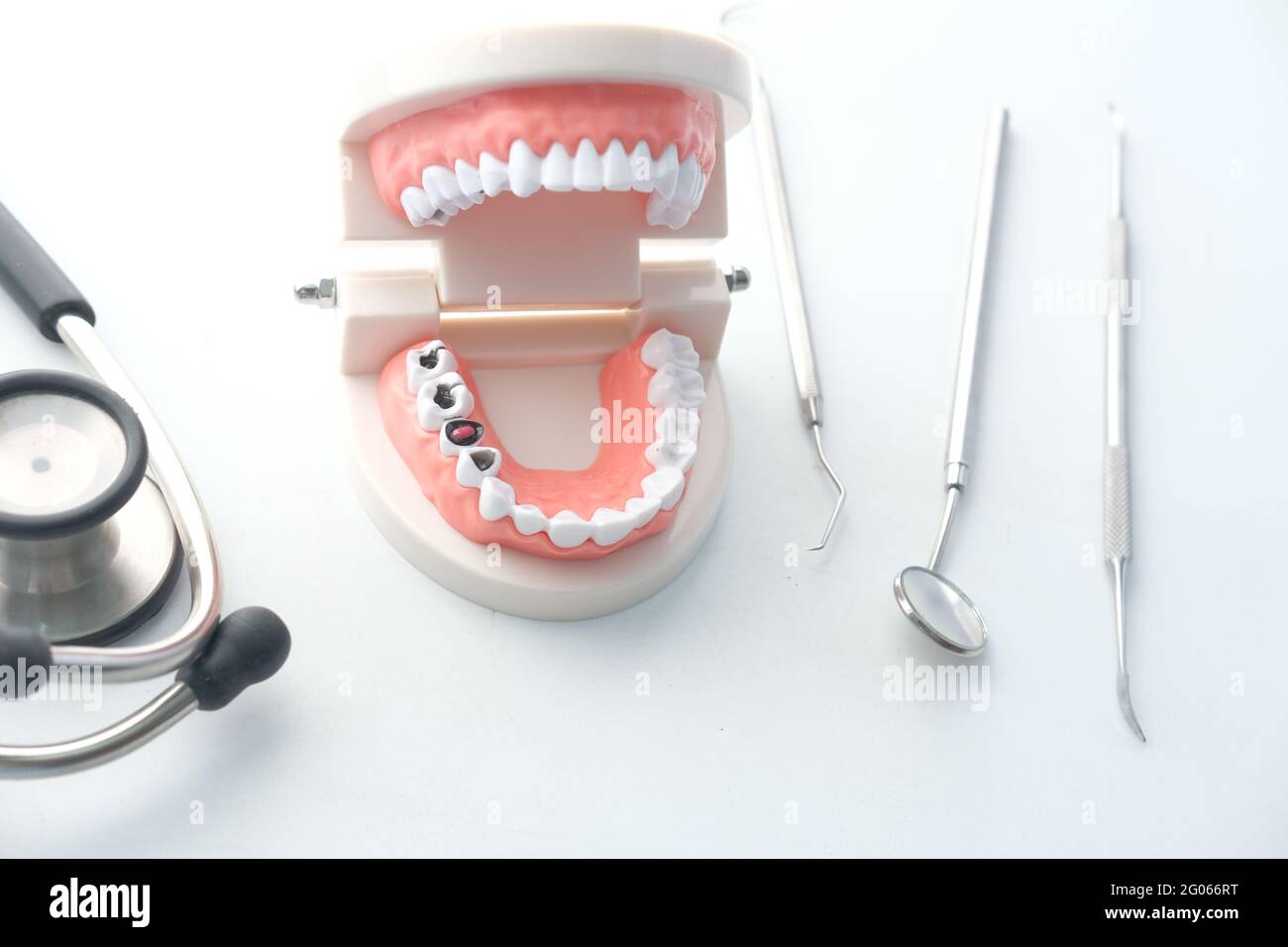 plastic dental teeth model on white background Stock Photo - Alamy