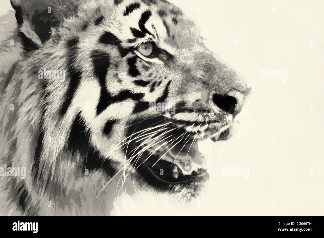 Beautiful angry face of Royal Bengal Tiger , Panthera Tigris, West ...