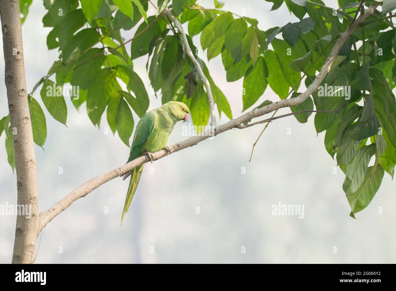 The rose-ringed parakeet (Psittacula krameri), also known as the ring ...
