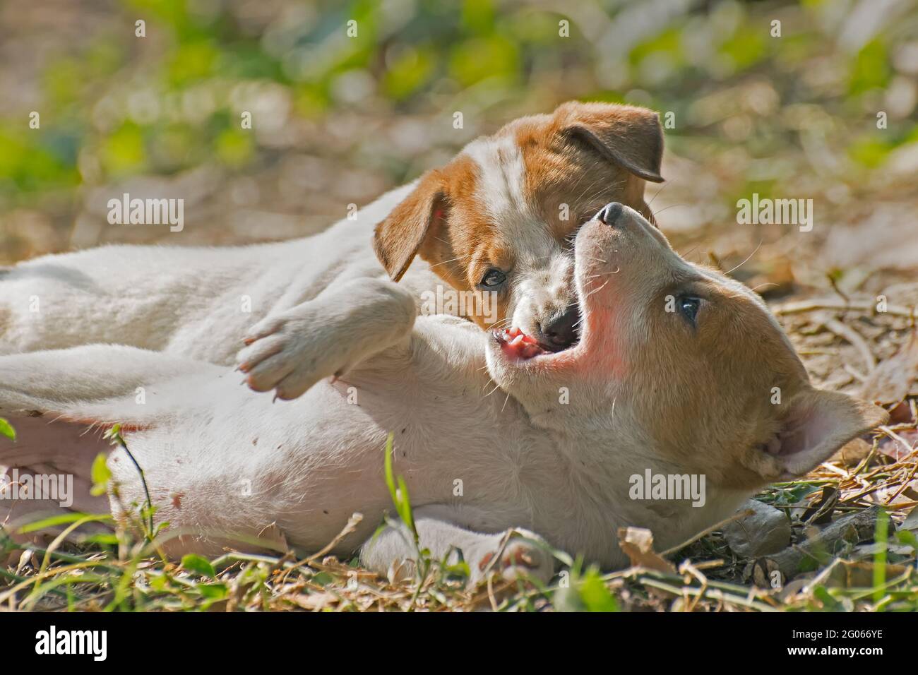 Beautiful Puppies, juvenile dogs , playing together and enjoying ...