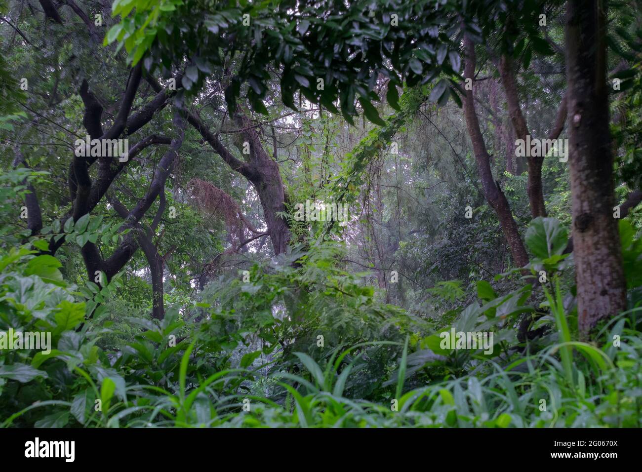 A forest in rainy season, monsoon stock image, India Stock Photo - Alamy
