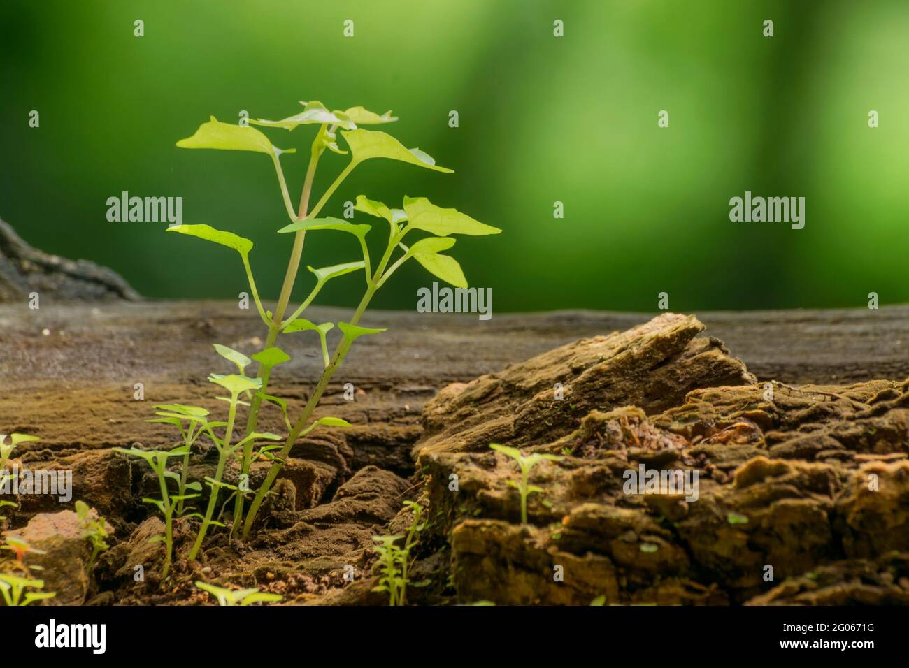 New plant growth on old tree trunk, beautiful nature stock image. Moody ...