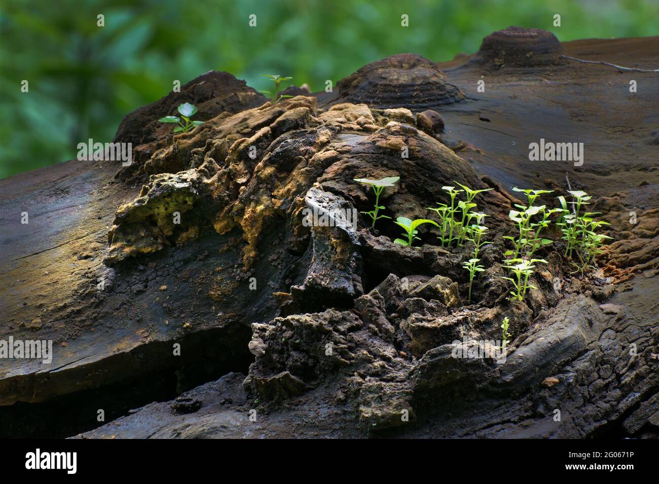 New plant growth on old tree trunk, beautiful nature stock image. Moody ...