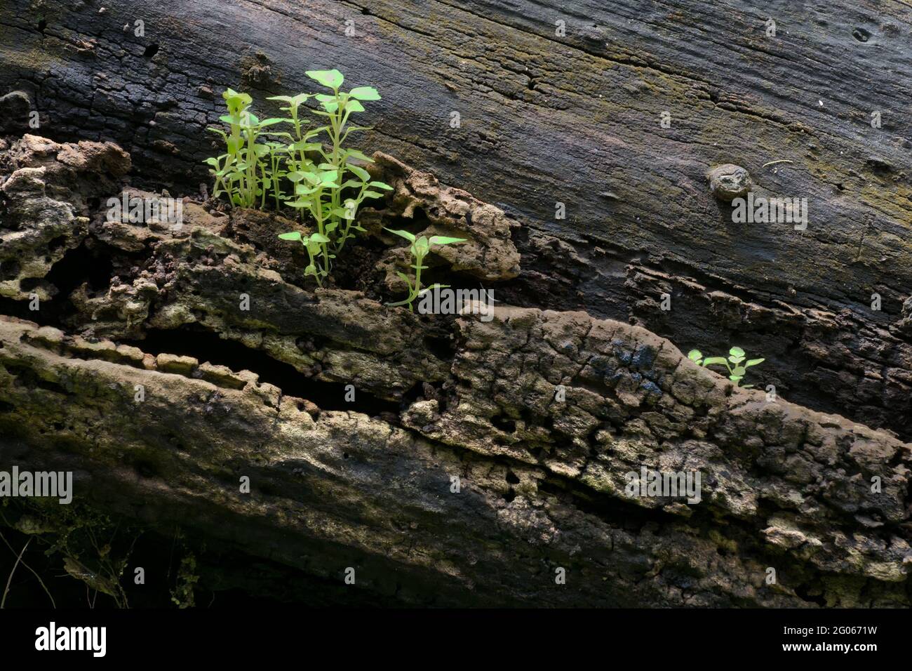 New plant growth on old tree trunk, beautiful nature stock image. Moody ...