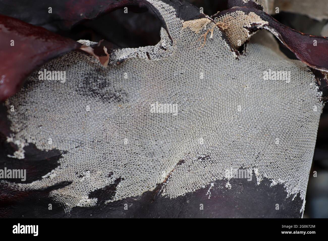 Membraniporoidea hi-res stock photography and images - Alamy