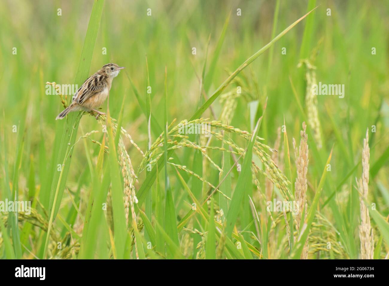 Fully grown paddy in a paddy field, green agriculture land, rural image ...