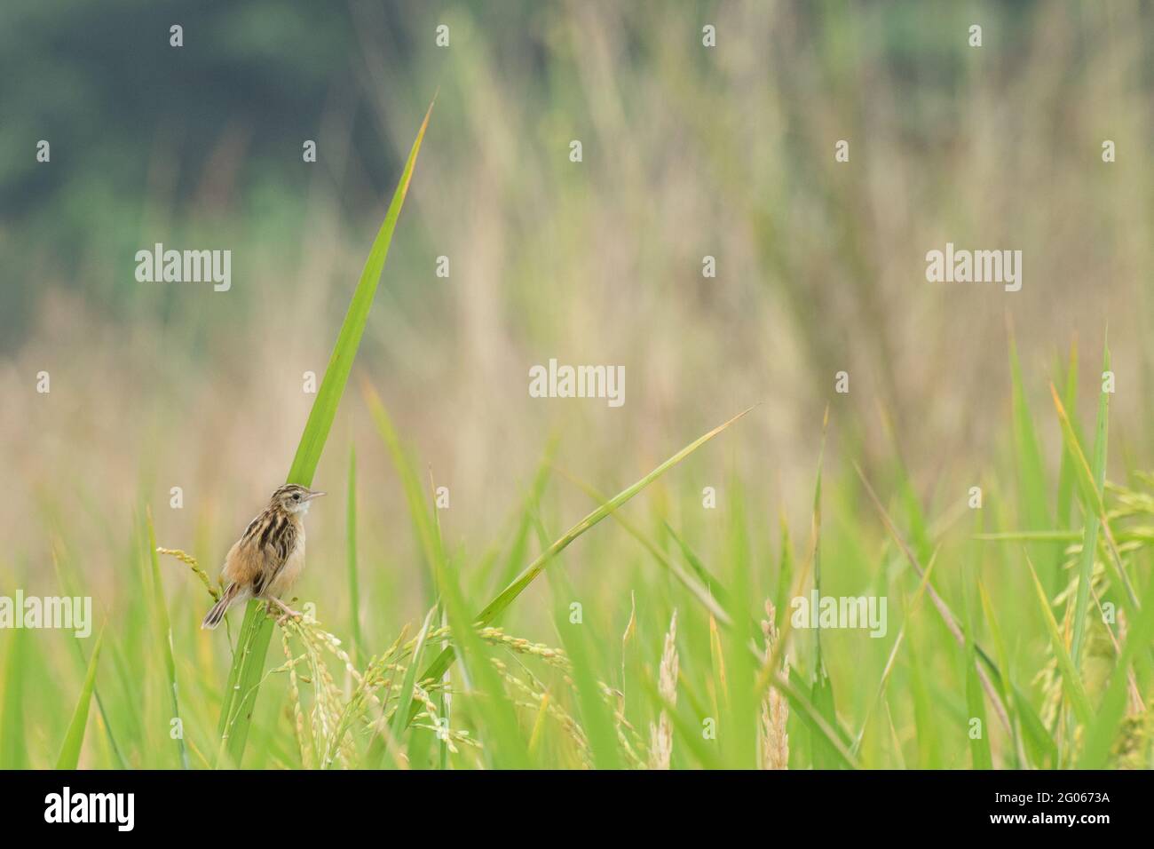 Fully grown paddy in a paddy field, green agriculture land, rural image ...