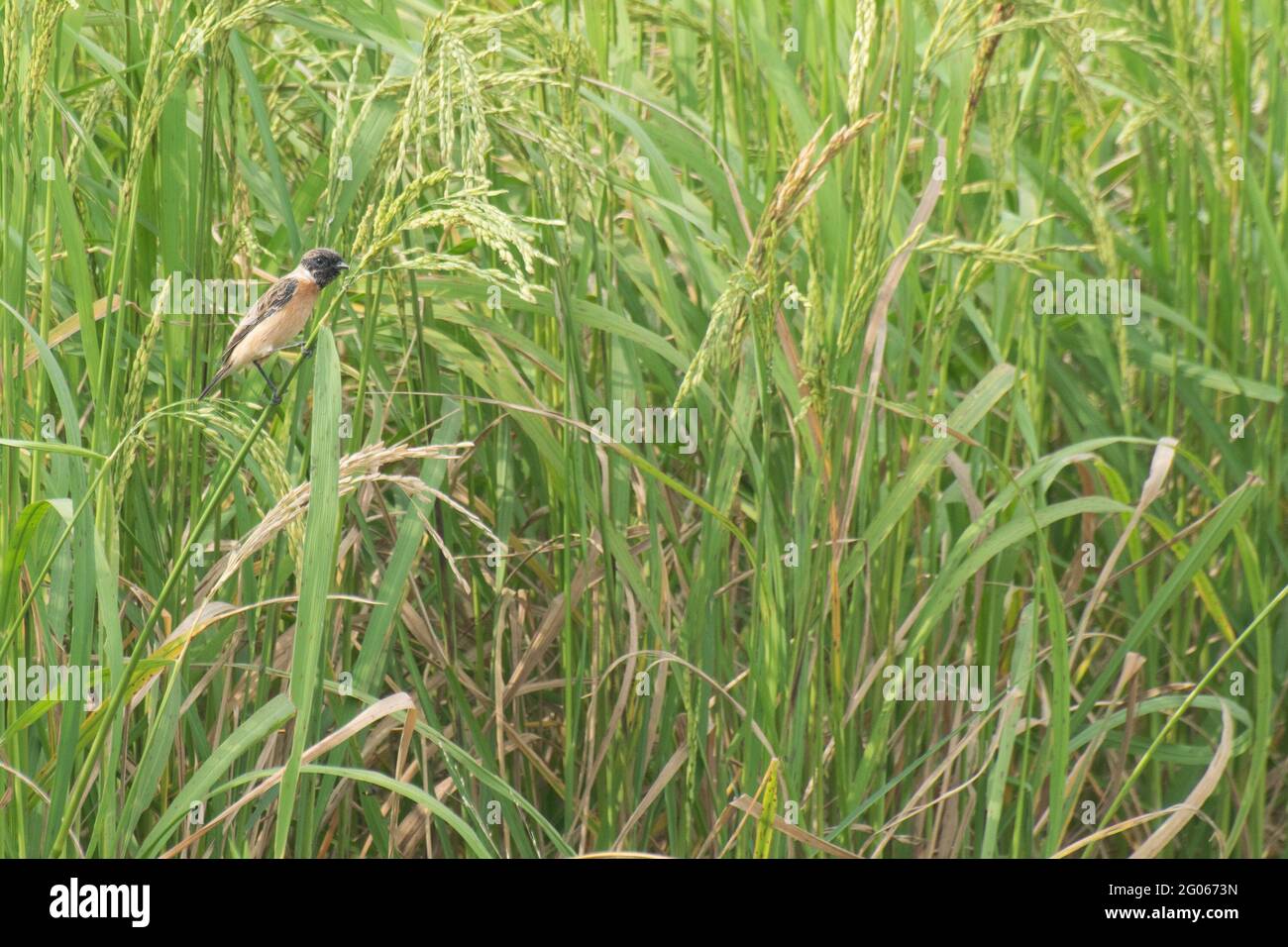 Fully grown paddy in a paddy field, green agriculture land, rural image ...