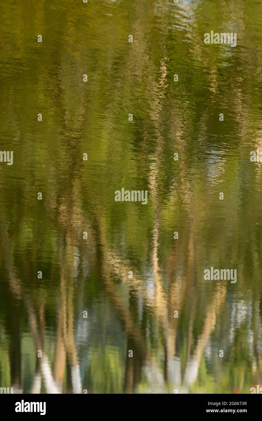 Beautiful reflection of trees on water, green environmental background ...