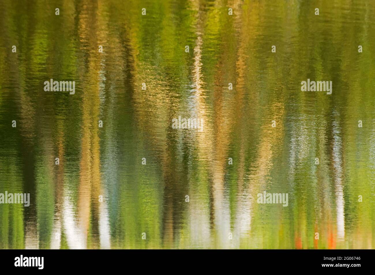 Beautiful reflection of trees on water, green environmental background ...