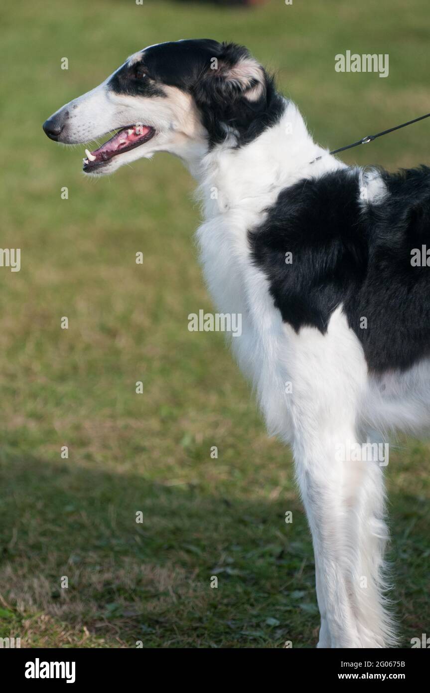 Borzoi standing in profile Stock Photo - Alamy