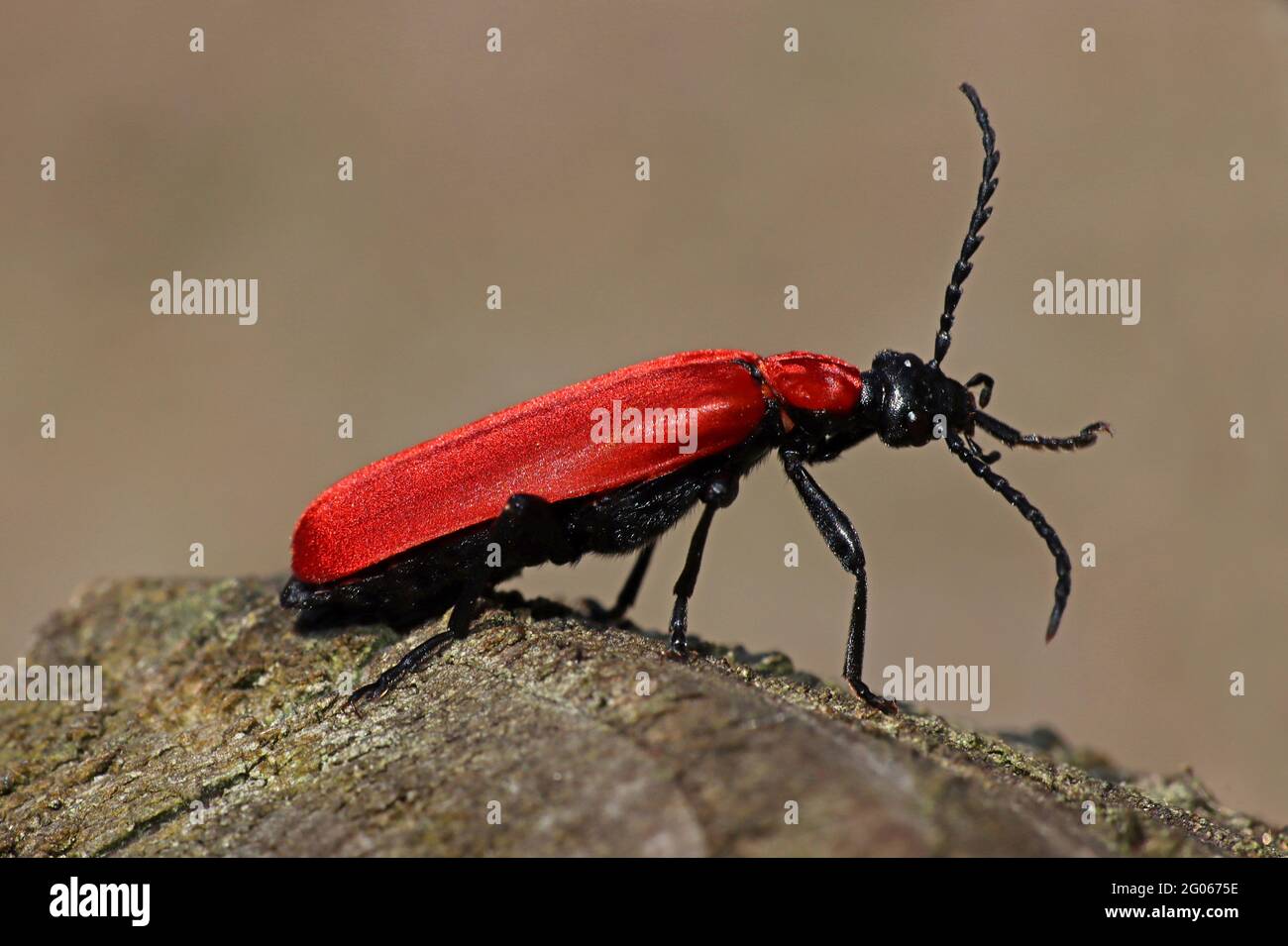 Black-headed Cardinal Beetle - Pyrochroa coccinea Stock Photo - Alamy