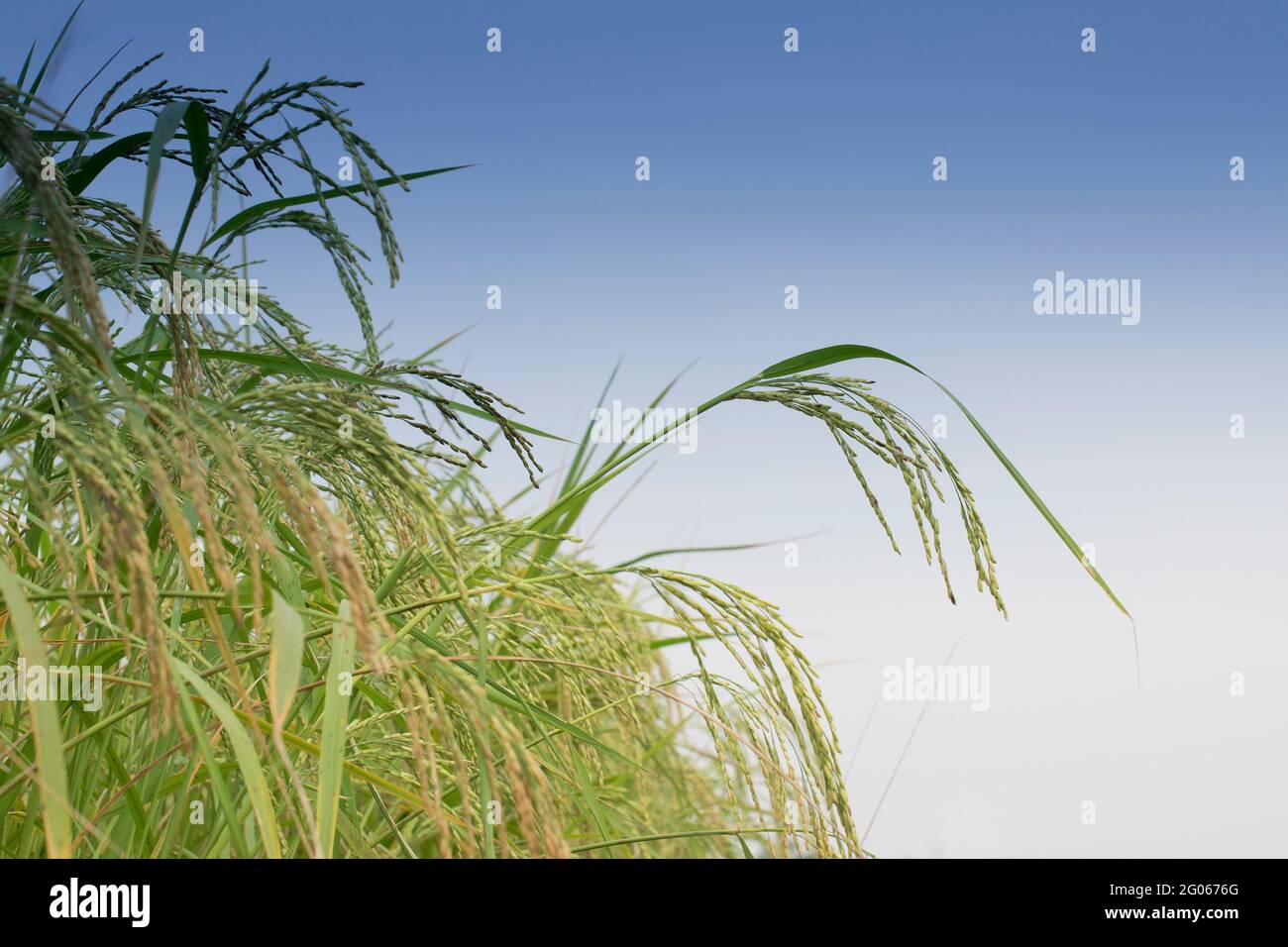 Fully grown paddy in a paddy field, green agriculture land, rural image ...