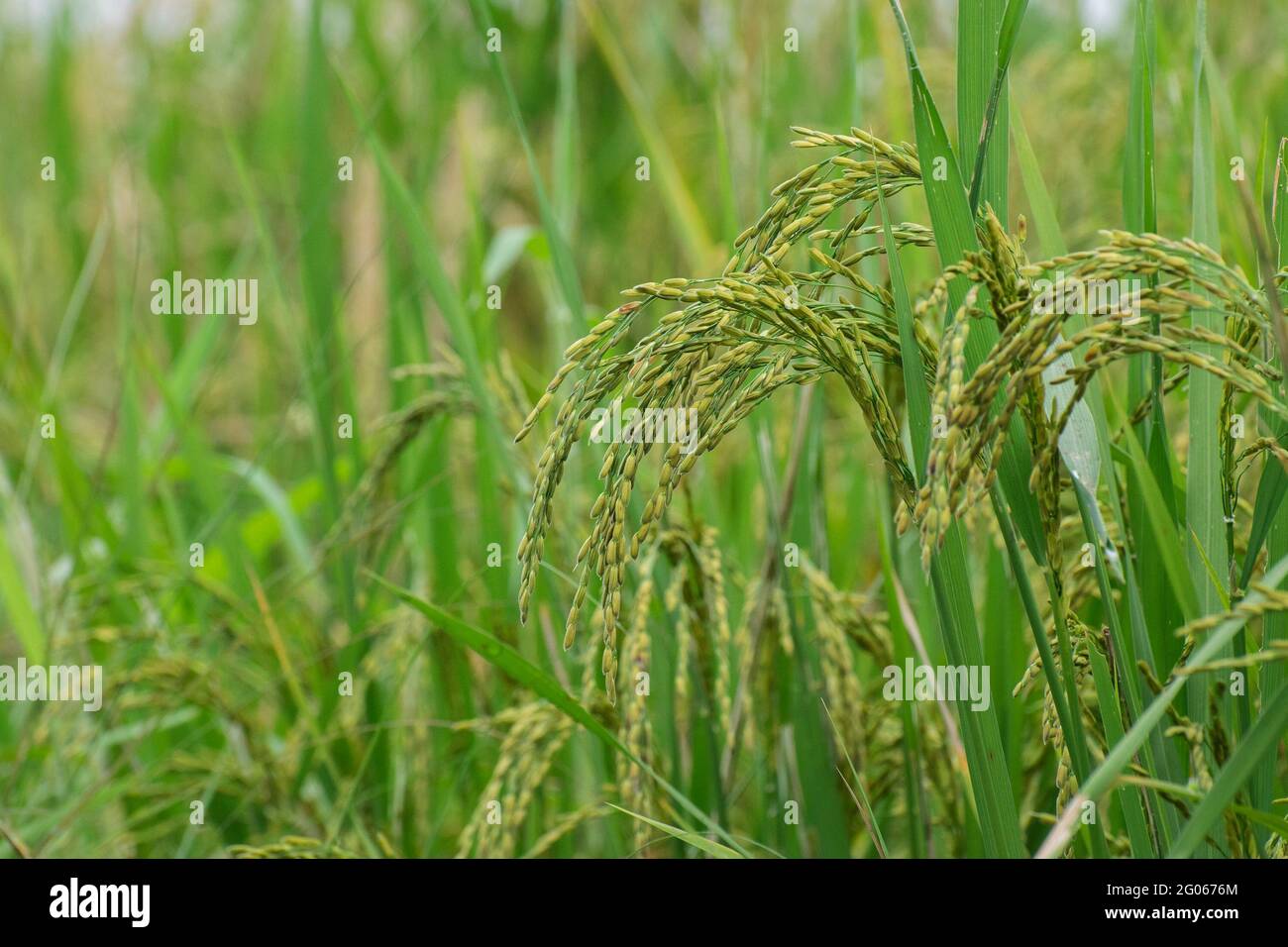 Fully grown paddy in a paddy field, green agriculture land, rural image ...