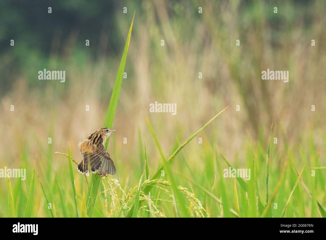 Image of paddy field hi-res stock photography and images - Alamy