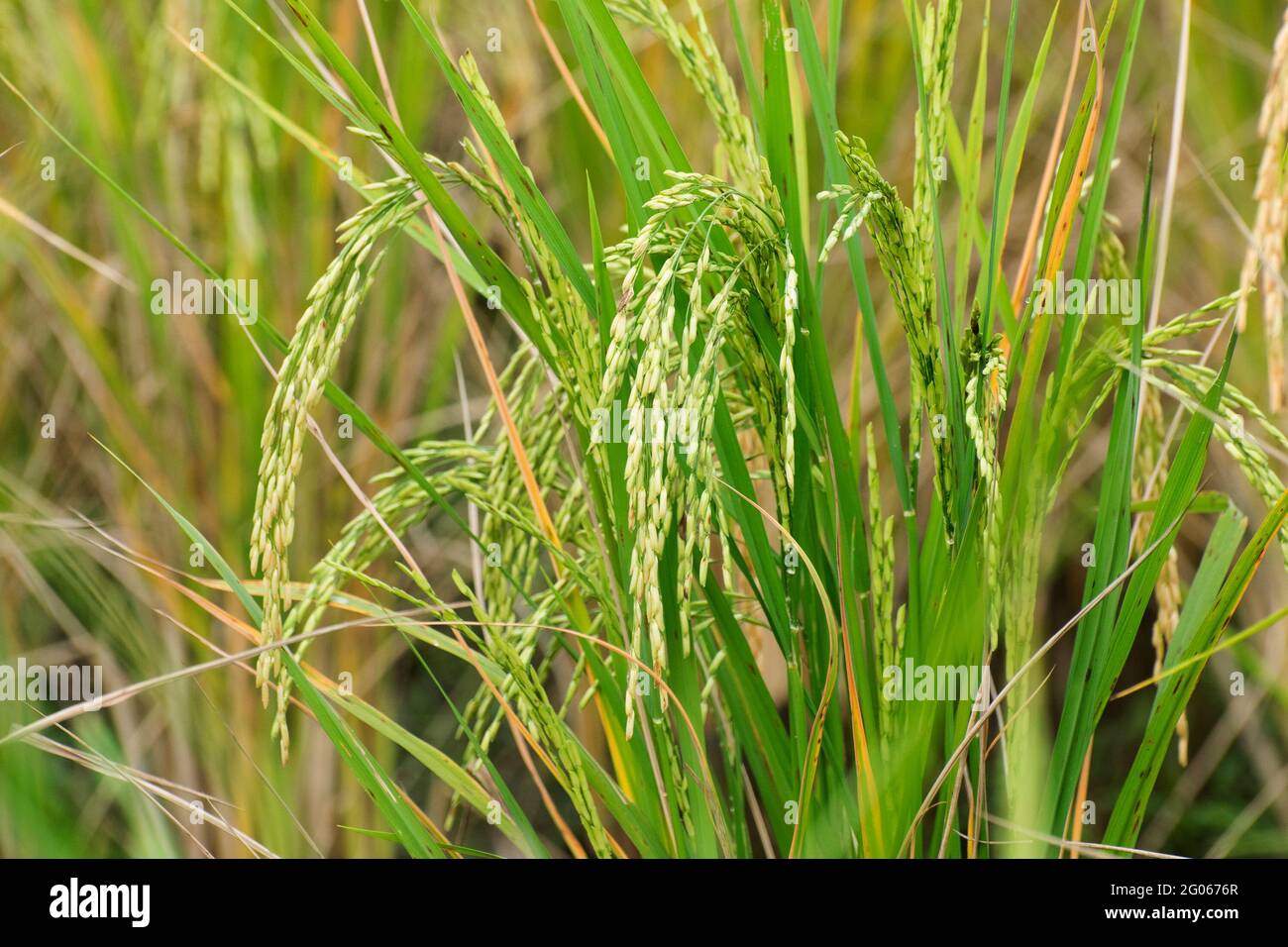 Fully grown paddy in a paddy field, green agriculture land, rural image ...