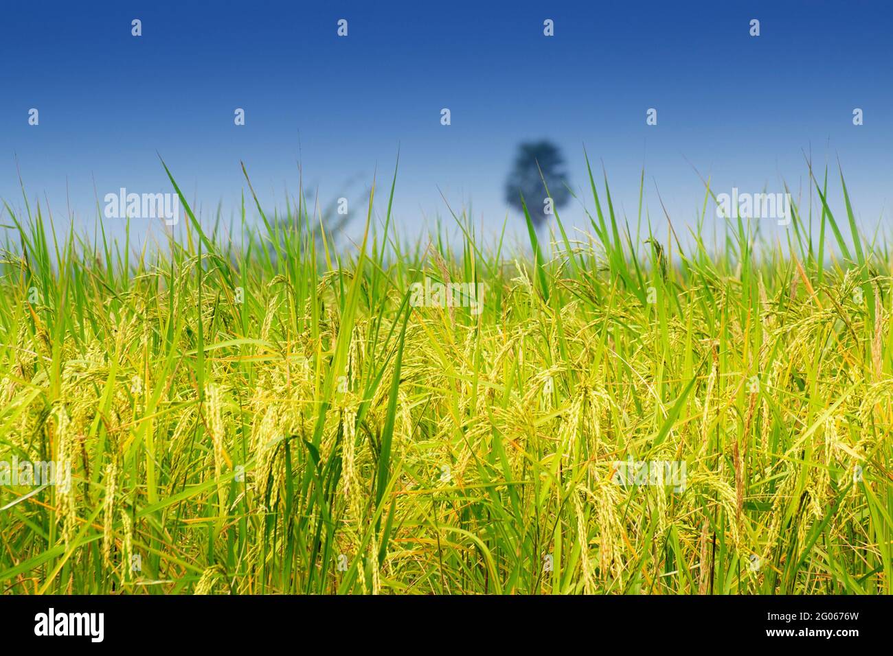 Fully grown paddy in a paddy field, green agriculture land, rural image ...