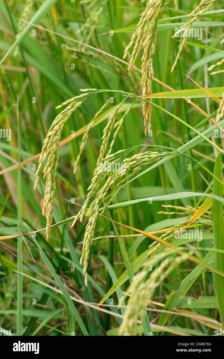 Fully grown paddy in a paddy field, green agriculture land, rural image ...