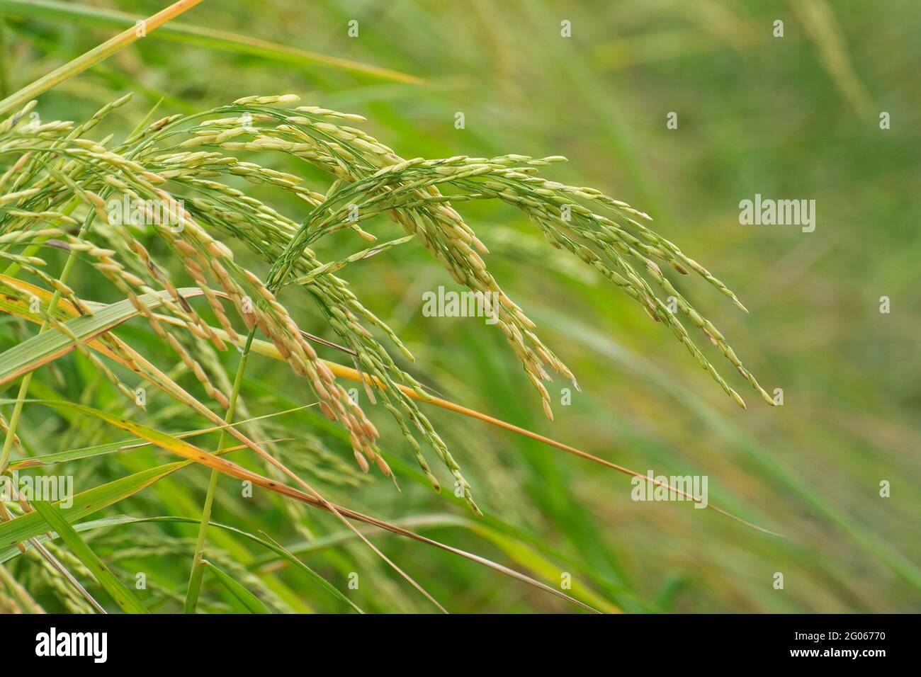 Fully grown paddy in a paddy field, green agriculture land, rural image ...