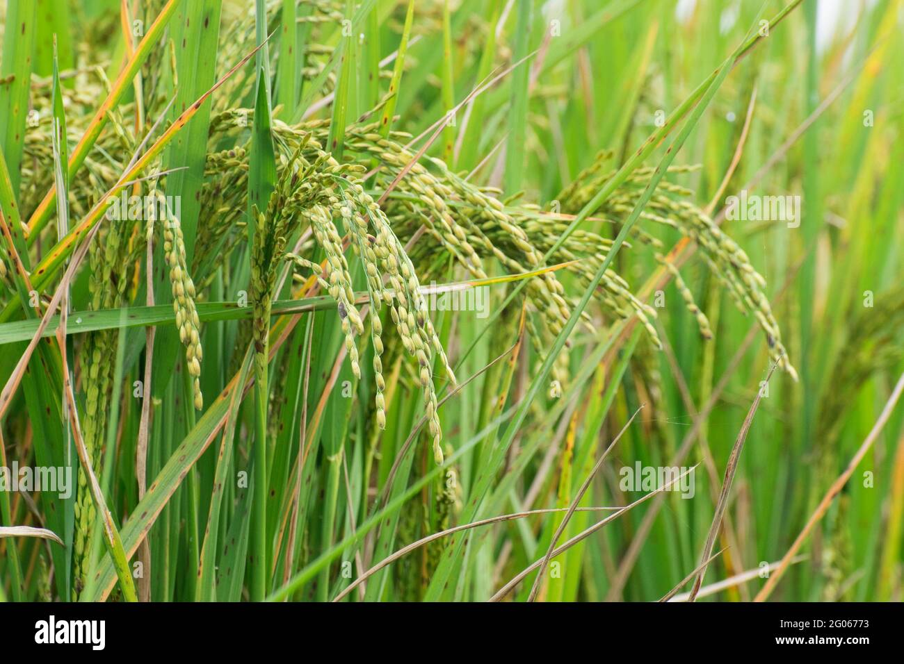 Fully grown paddy in a paddy field, green agriculture land, rural image ...