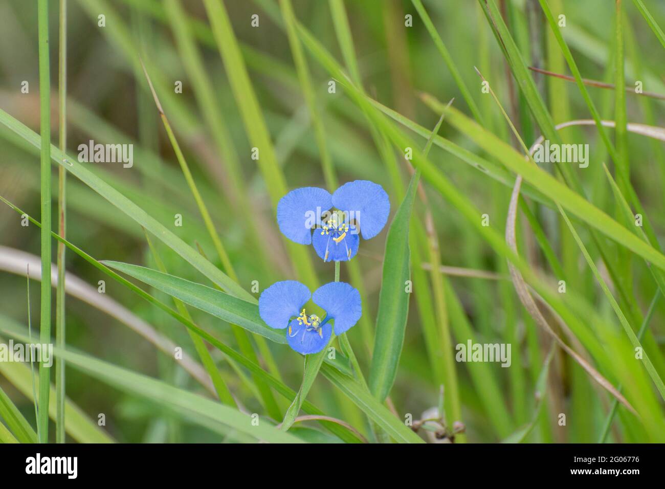 Fully grown paddy in a paddy field, green agriculture land, rural image ...