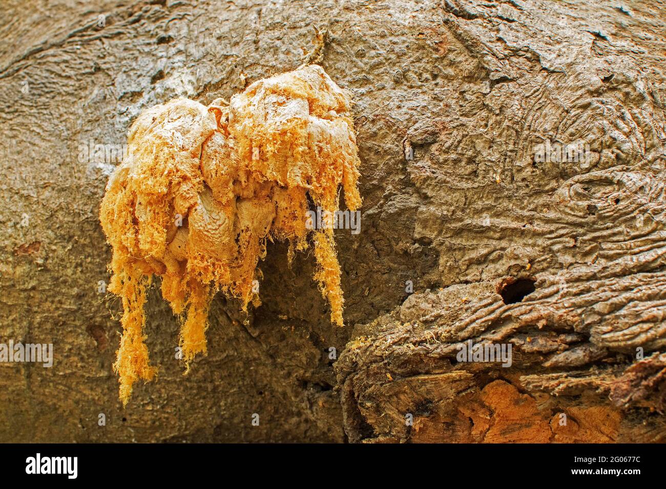 Root fungus hi-res stock photography and images - Alamy