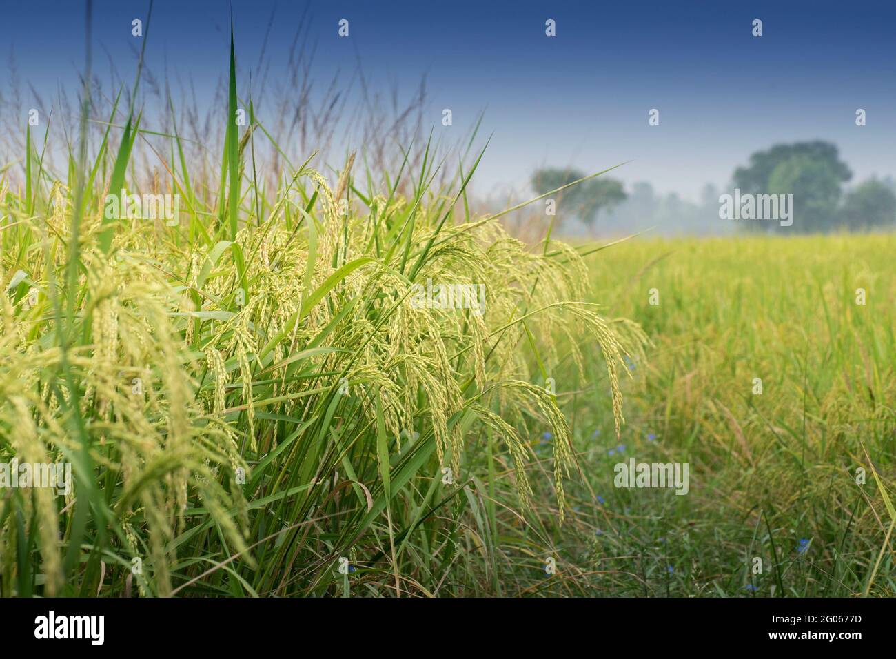 Fully grown paddy in a paddy field, green agriculture land, rural image ...