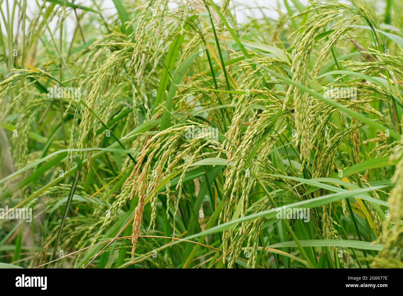 Fully grown paddy in a paddy field, green agriculture land, rural image ...