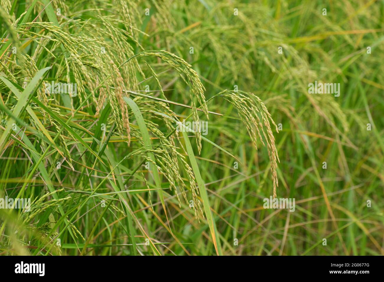 Fully grown paddy in a paddy field, green agriculture land, rural image ...