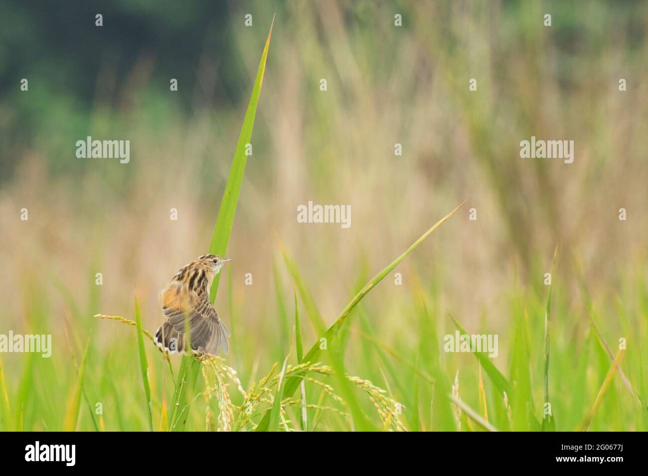 Fully grown paddy in a paddy field, green agriculture land, rural image ...