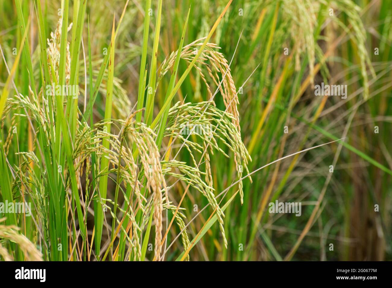 Fully grown paddy in a paddy field, green agriculture land, rural image ...