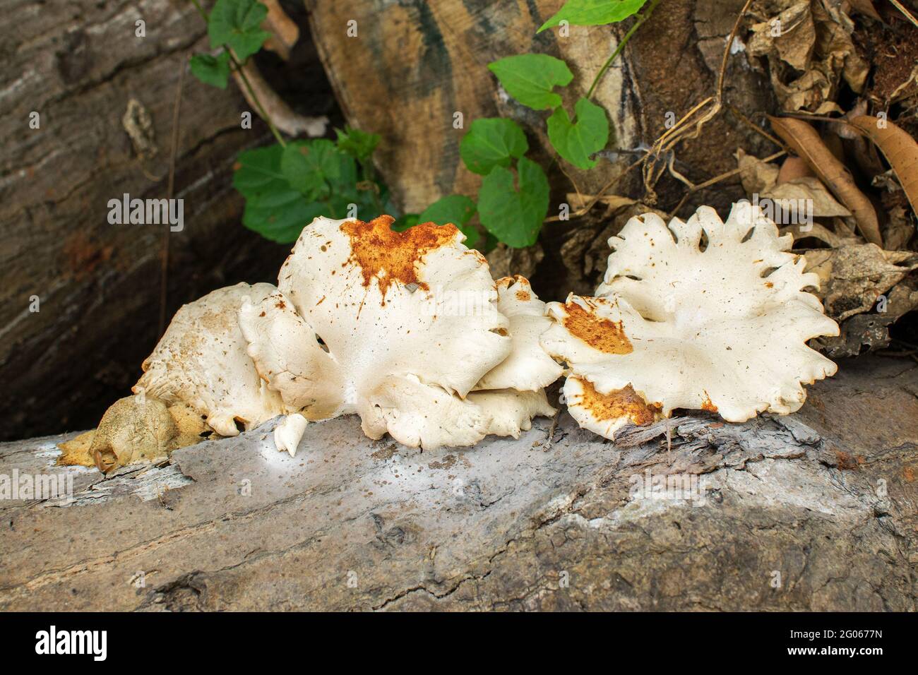Grey fungus growth hi-res stock photography and images - Alamy