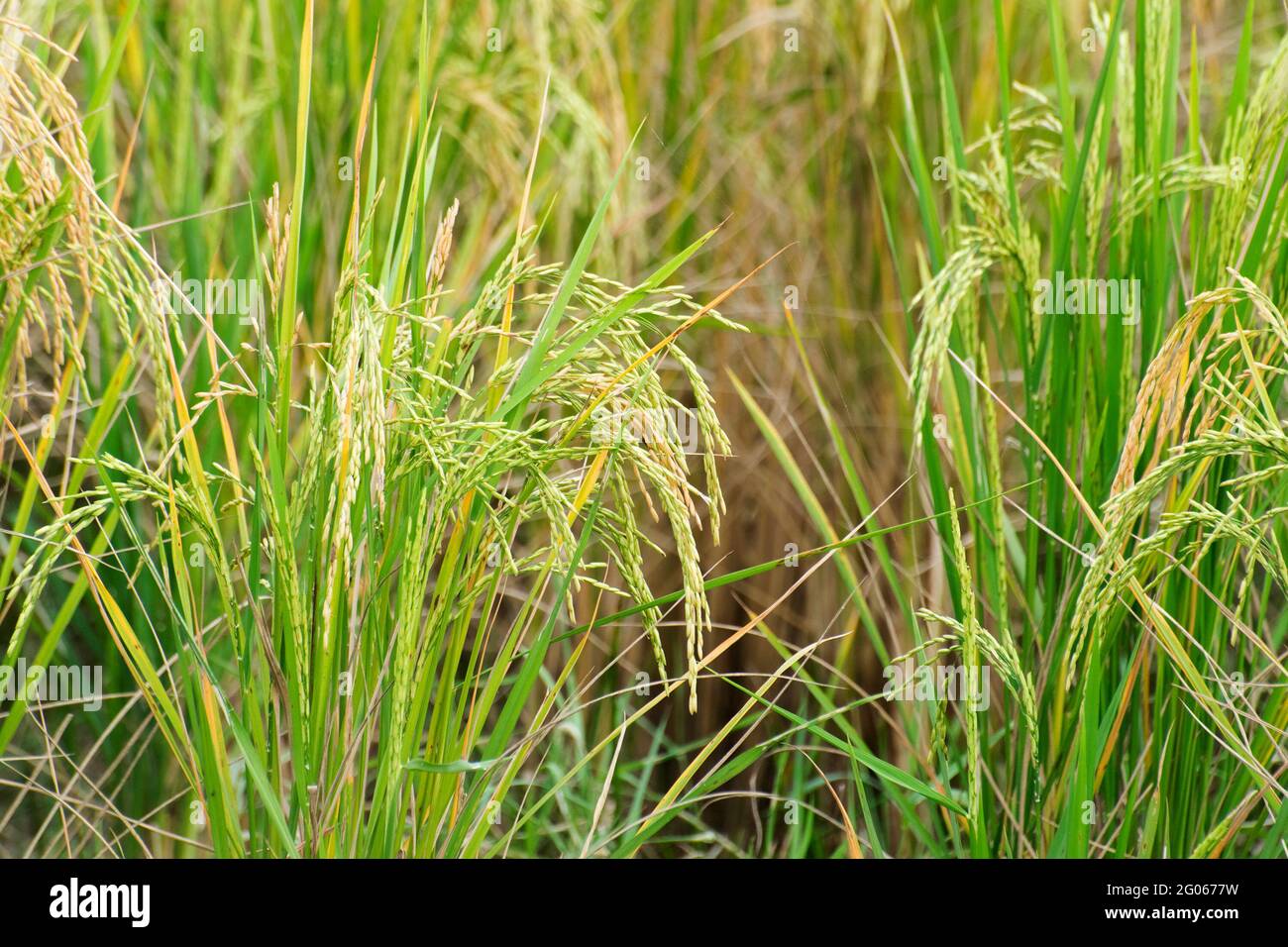Fully grown paddy in a paddy field, green agriculture land, rural image ...