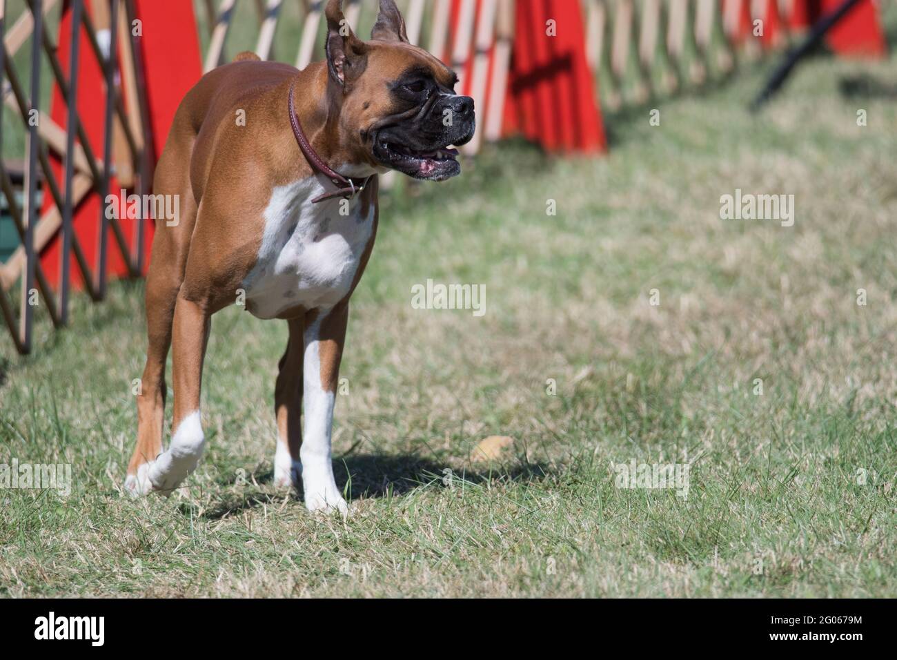 Boxer competing in agility Stock Photo - Alamy