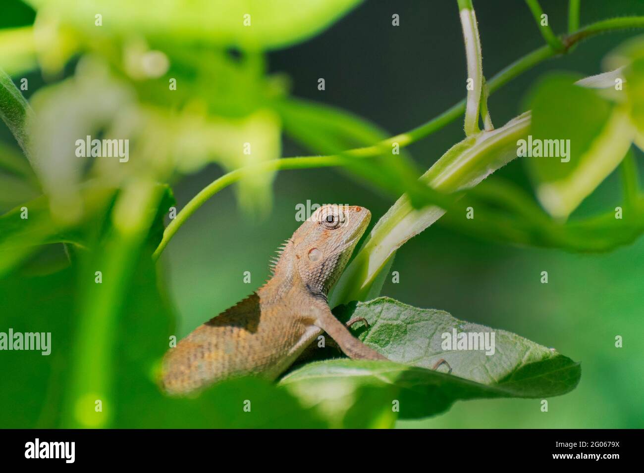 Beautiful Indian gecko inside a bush looking out , green foliage ...