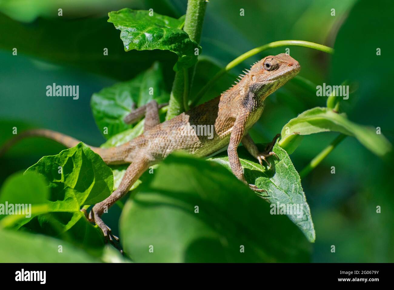 Beautiful Indian gecko inside a bush looking out , green foliage ...
