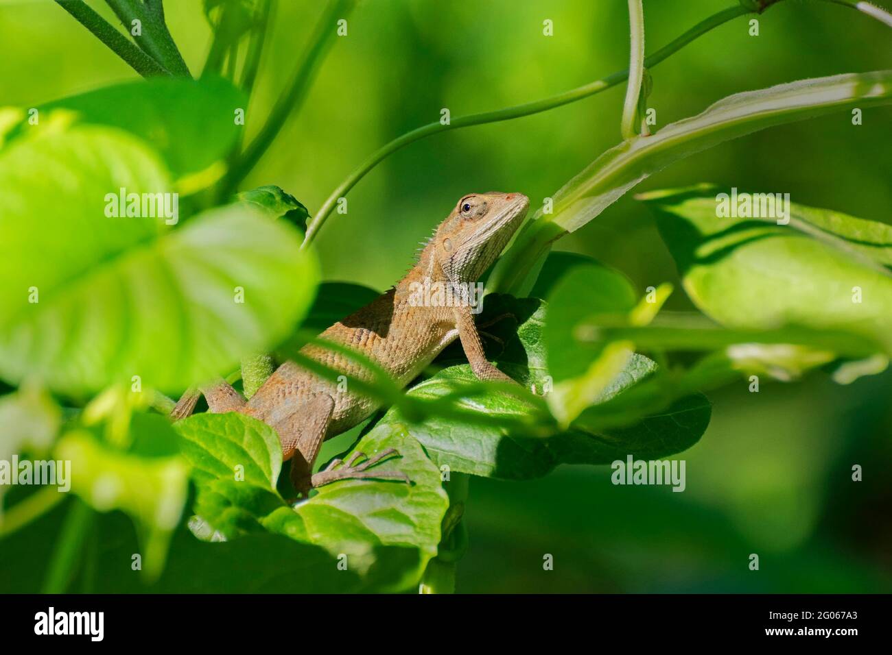 Beautiful Indian gecko inside a bush looking out , green foliage ...