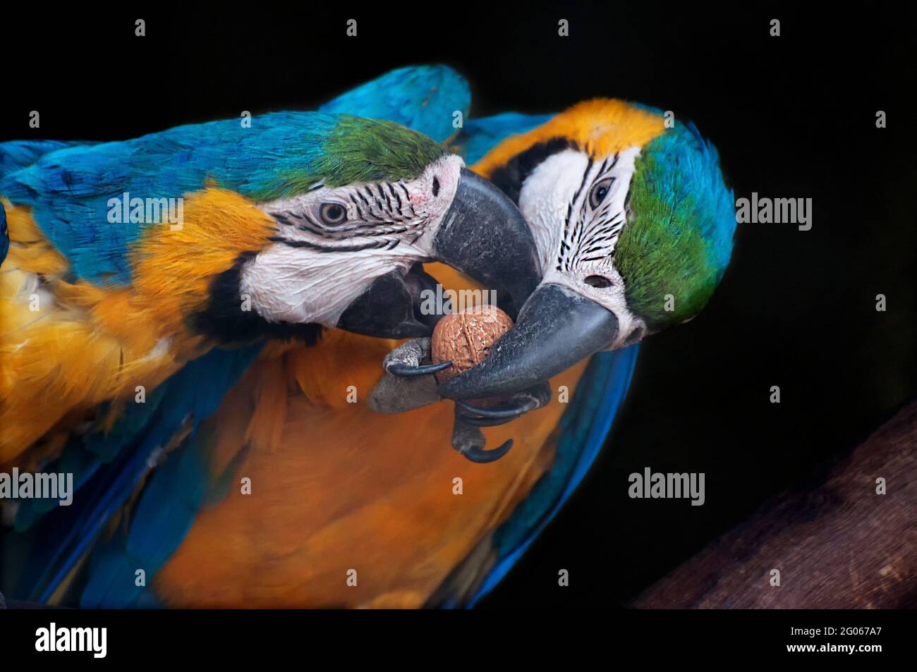 Nut cracking beak hi-res stock photography and images - Alamy