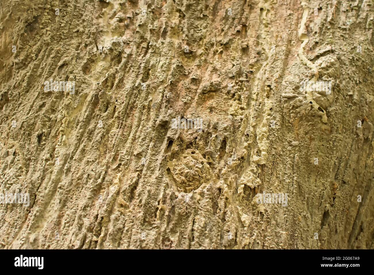 Detailed texture of a tree trunk, nature stock image, Kolkata, India ...