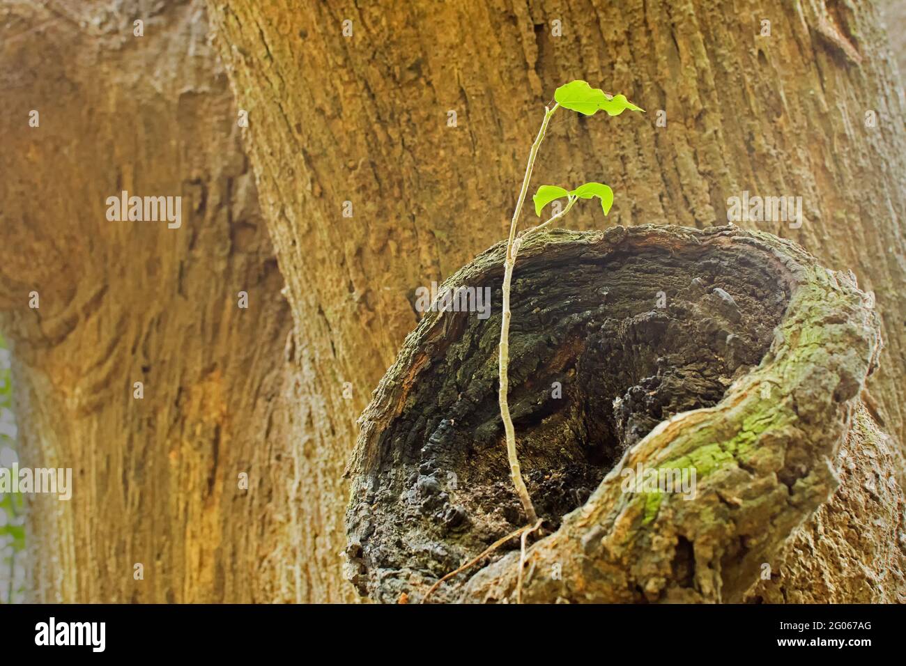 New leaf born forest hi-res stock photography and images - Alamy