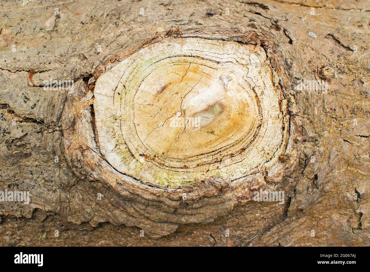 wooden log, close up of a cut tree in a jungle, nature stock image ...