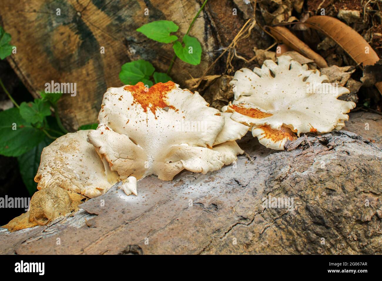 Root fungus hi-res stock photography and images - Alamy