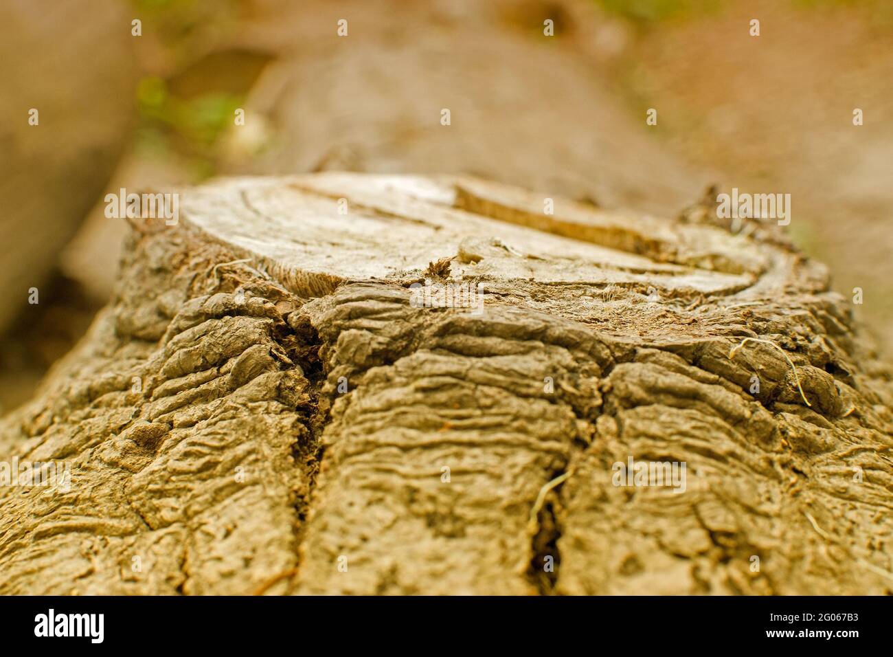 Wooden log hi-res stock photography and images - Alamy