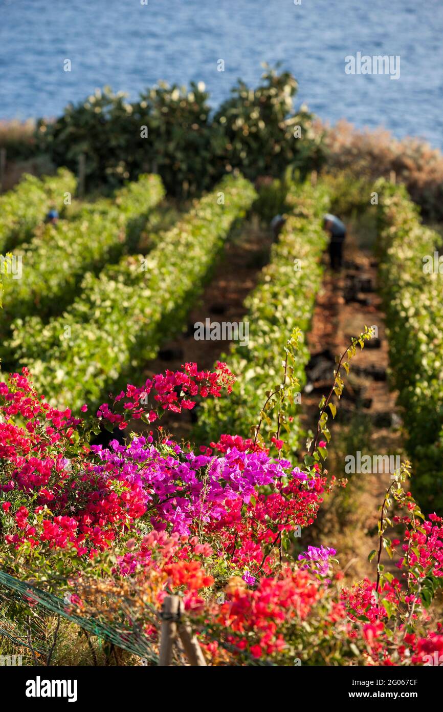 Capofaro resort, vineyards, Salina island, Aeolian Islands, Sicily ...