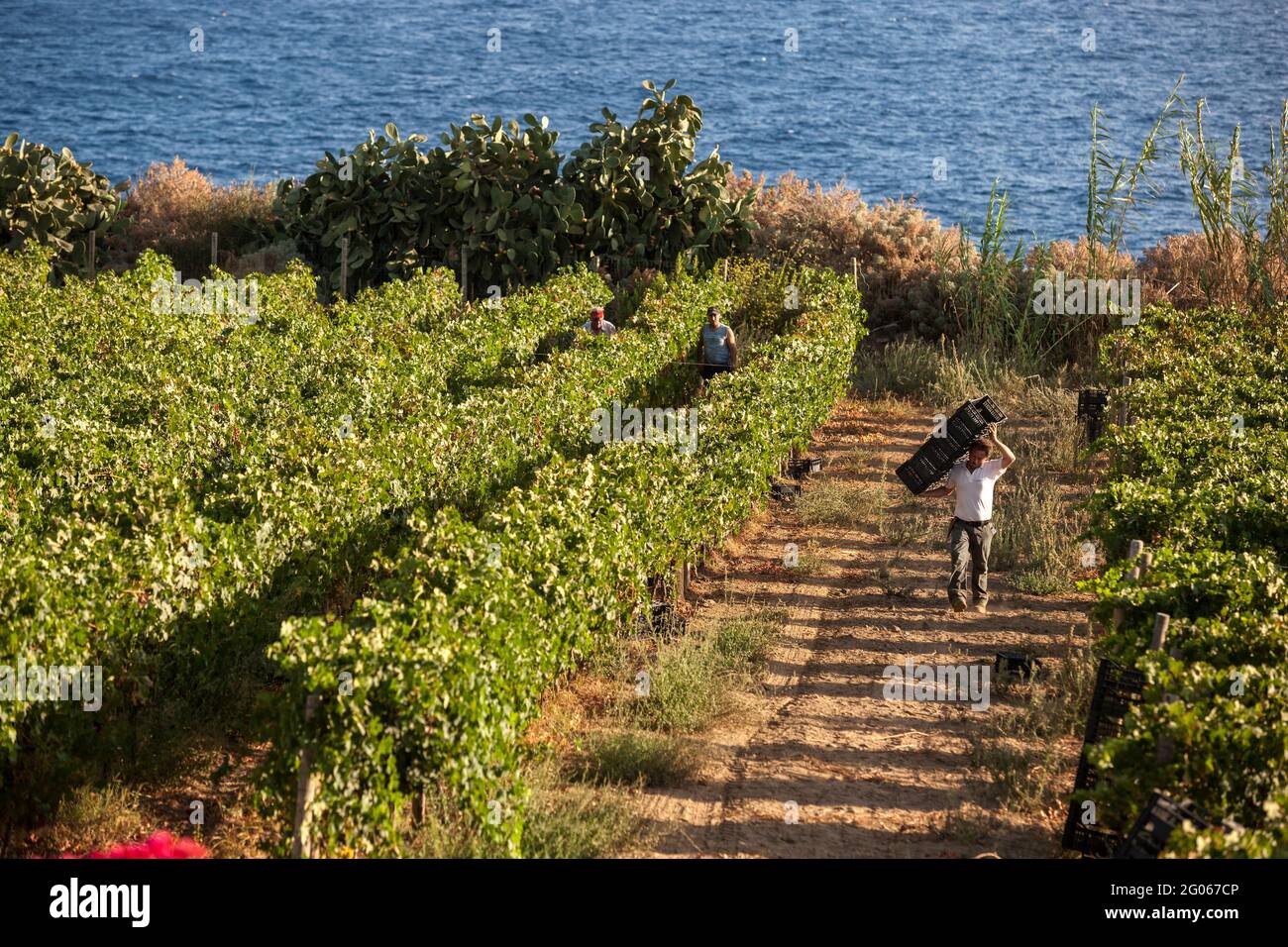 Capofaro resort, vineyards, Salina island, Aeolian Islands, Sicily ...