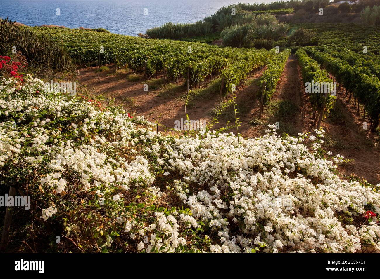 Capofaro resort, vineyards, Salina island, Aeolian Islands, Sicily ...
