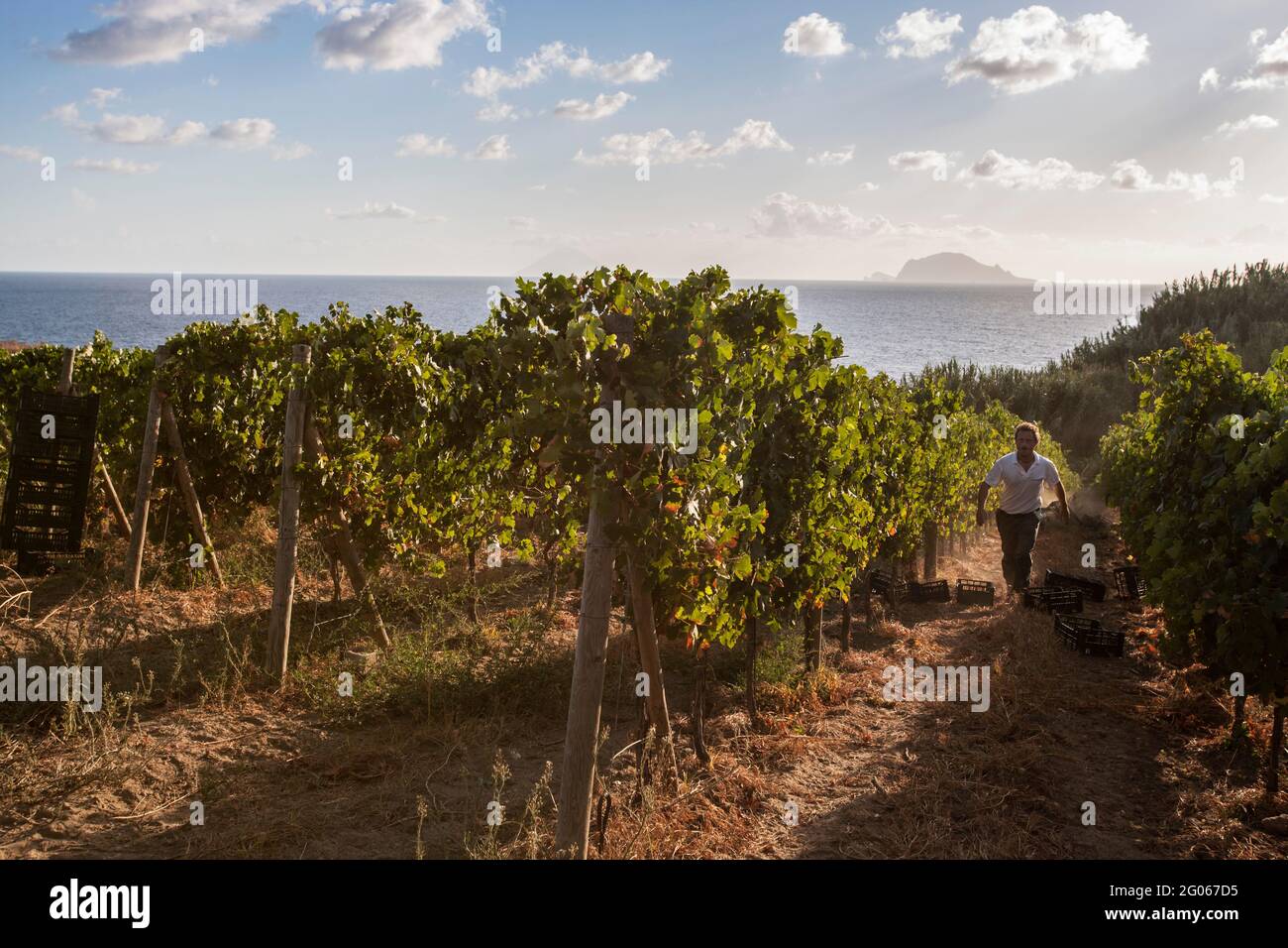 Capofaro resort, vineyards, Salina island, Aeolian Islands, Sicily ...